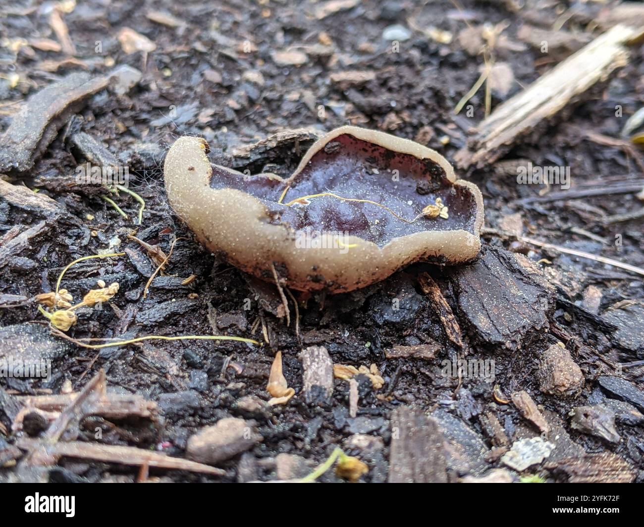 Pezizas, Desert Truffles, and Allies (Pezizaceae Stock Photo - Alamy