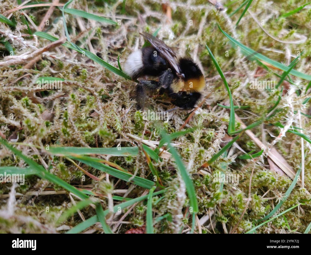 White-tailed Bumble Bee (Bombus lucorum Stock Photo - Alamy