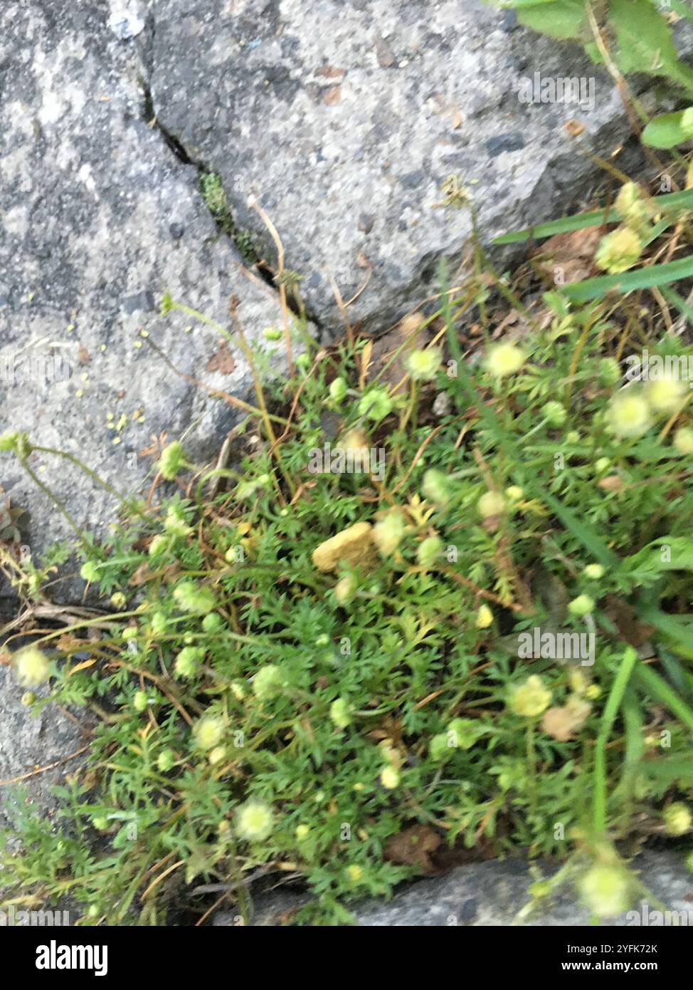 Common Cotula (Cotula australis Stock Photo - Alamy