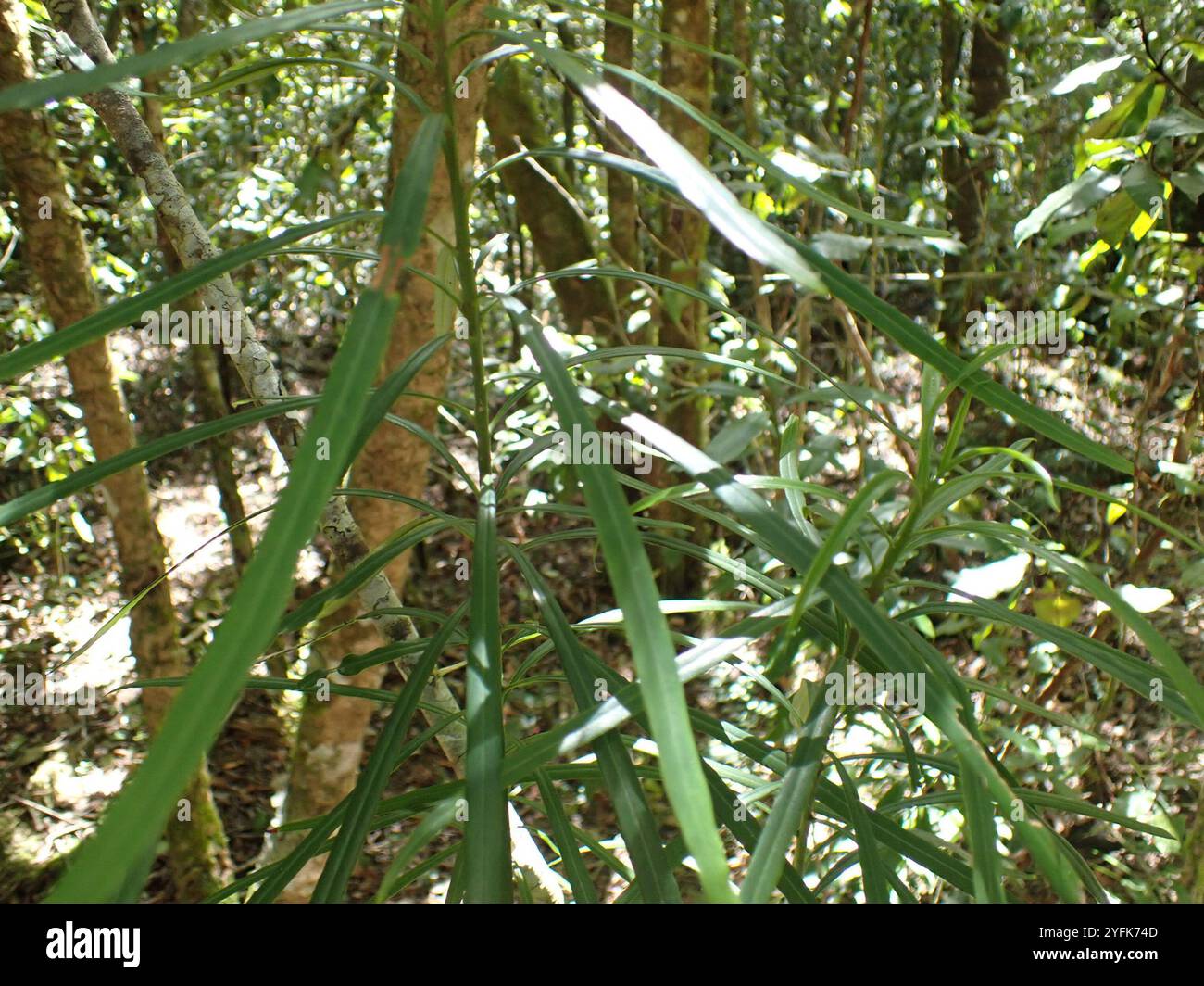 Terblans Beechwood (Faurea macnaughtonii Stock Photo - Alamy
