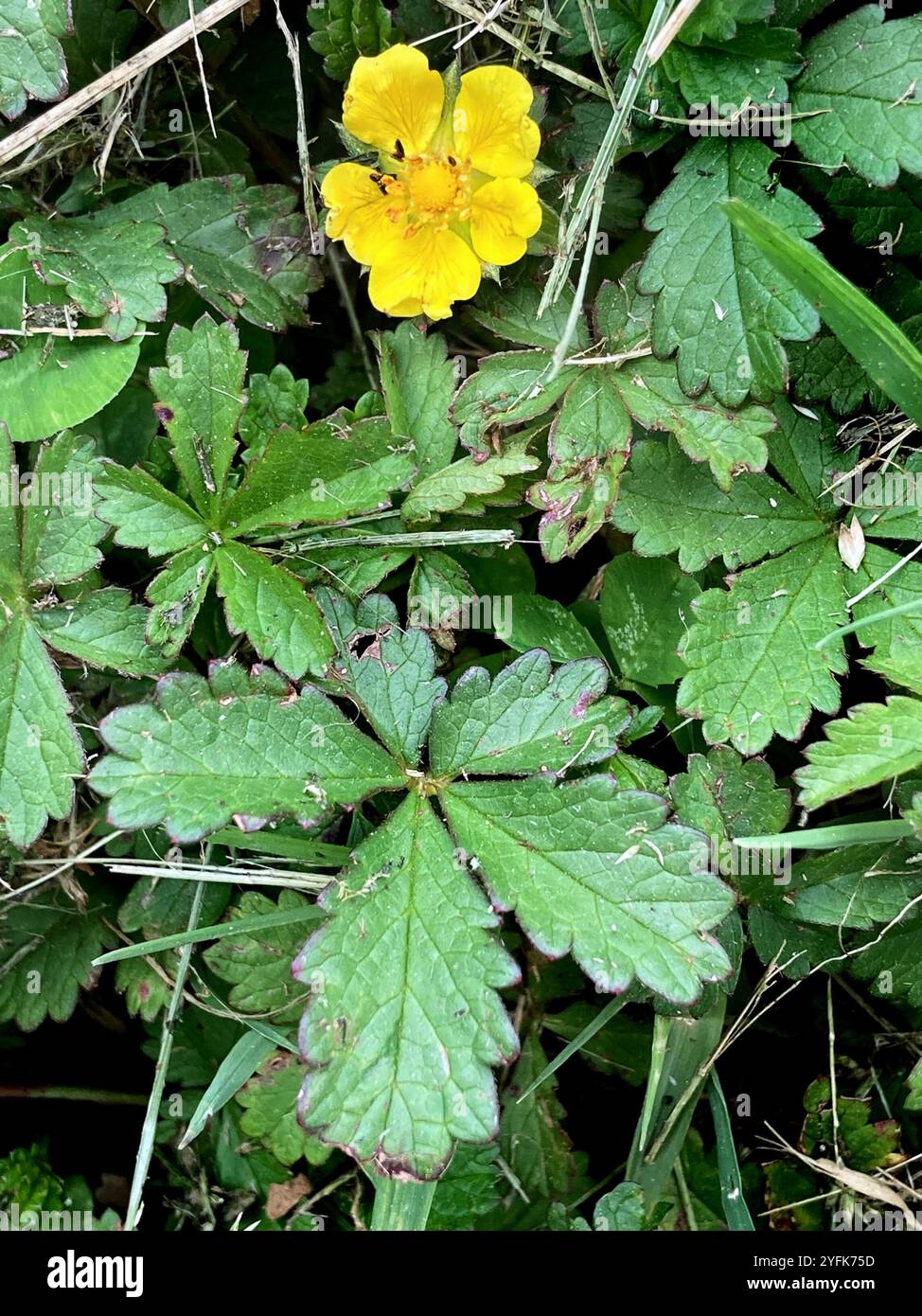 common cinquefoil (Potentilla simplex Stock Photo - Alamy