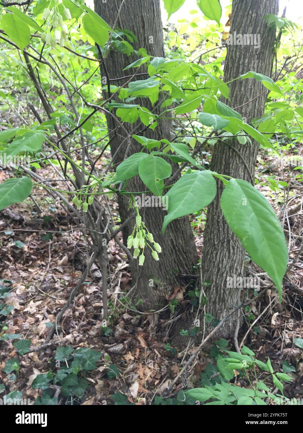 American bladdernut (Staphylea trifolia Stock Photo - Alamy