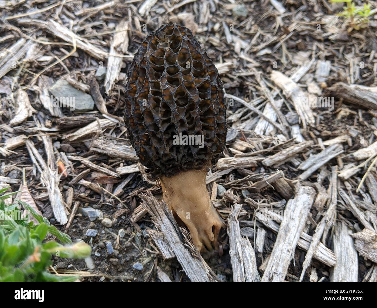 Landscaping Black Morel (Morchella importuna Stock Photo - Alamy