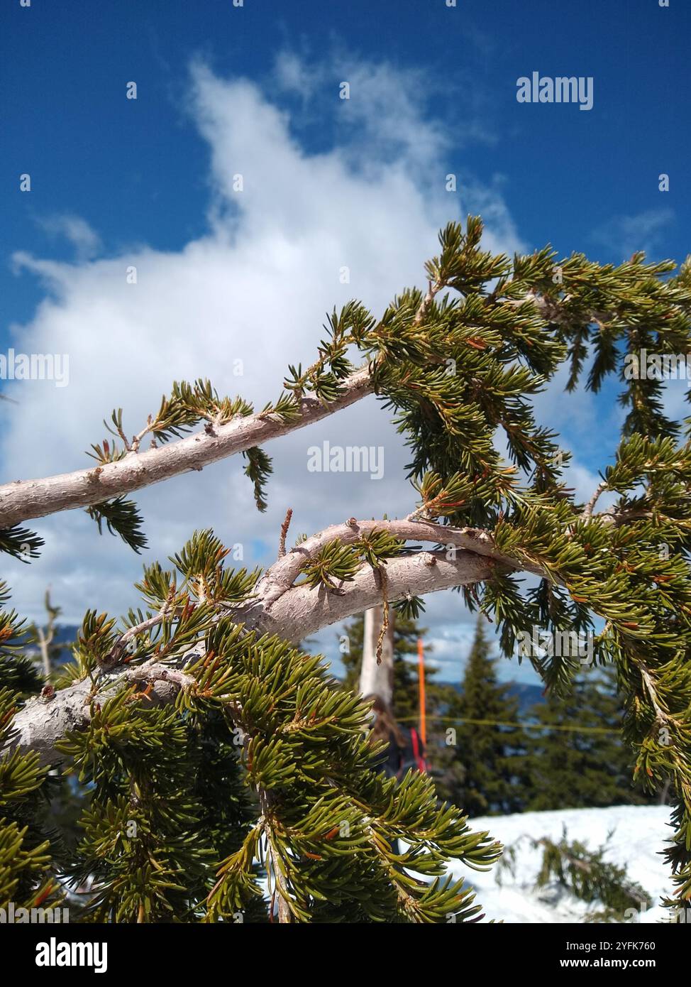 mountain hemlock (Tsuga mertensiana Stock Photo - Alamy