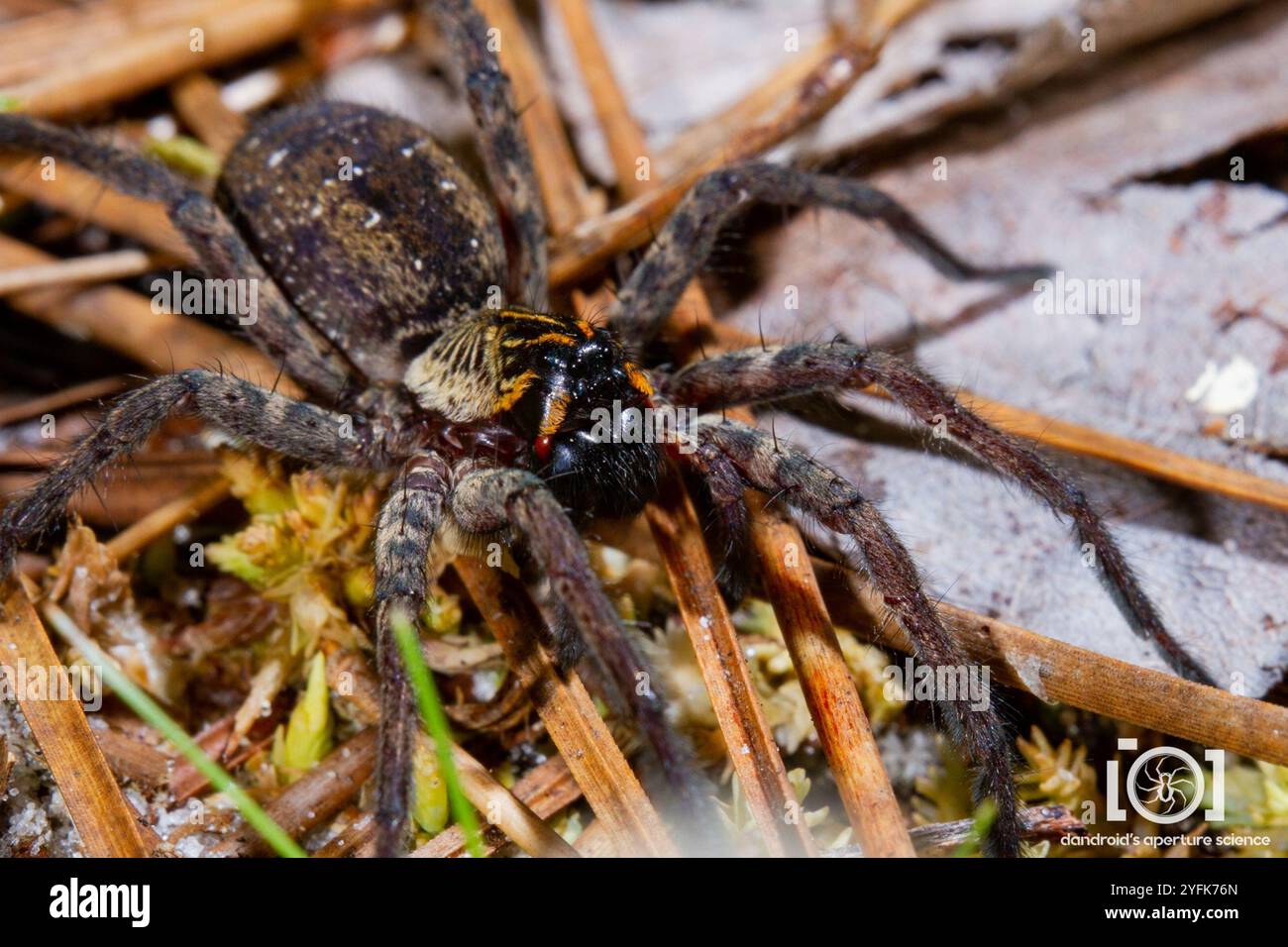 funnel web wolf spiders (Sosippus Stock Photo - Alamy
