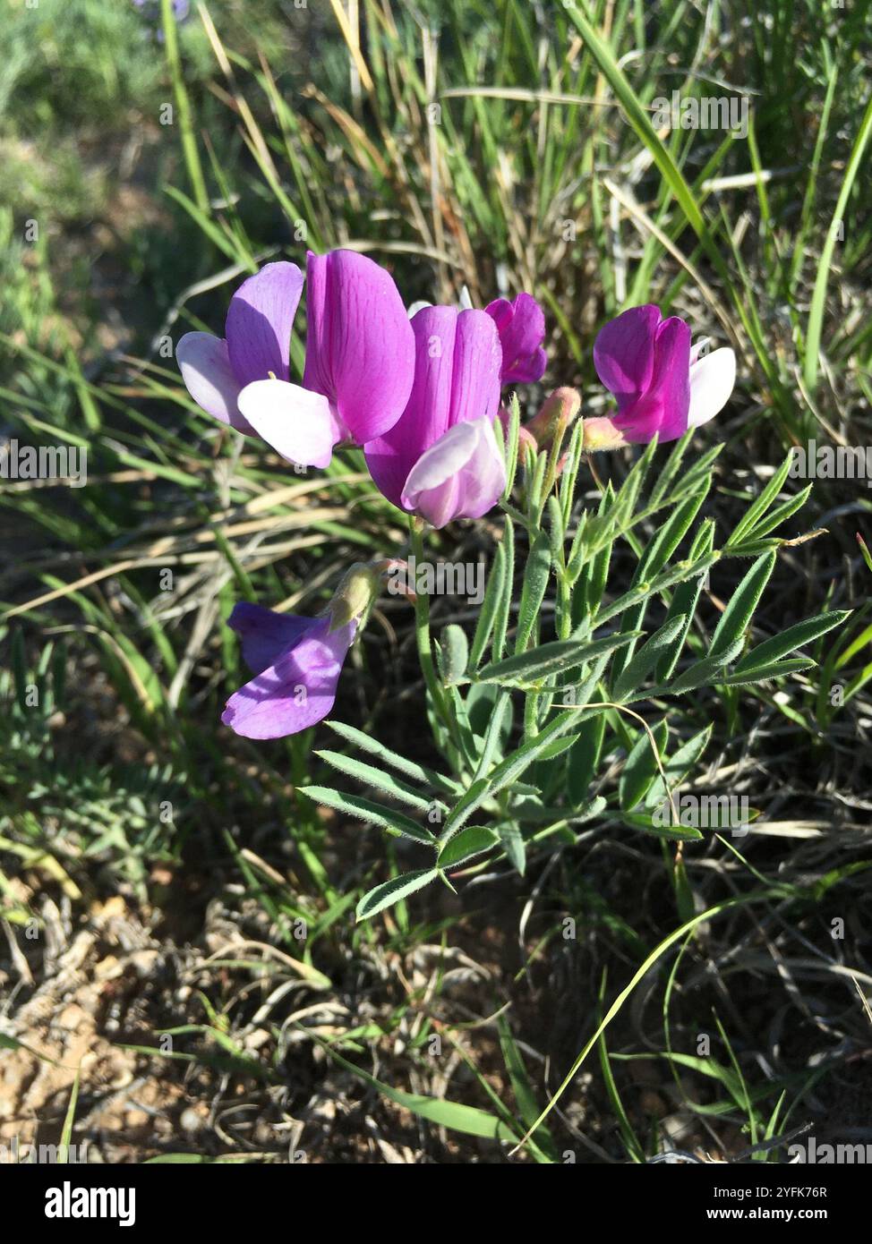 Lathyrus polymorphus hi-res stock photography and images - Alamy