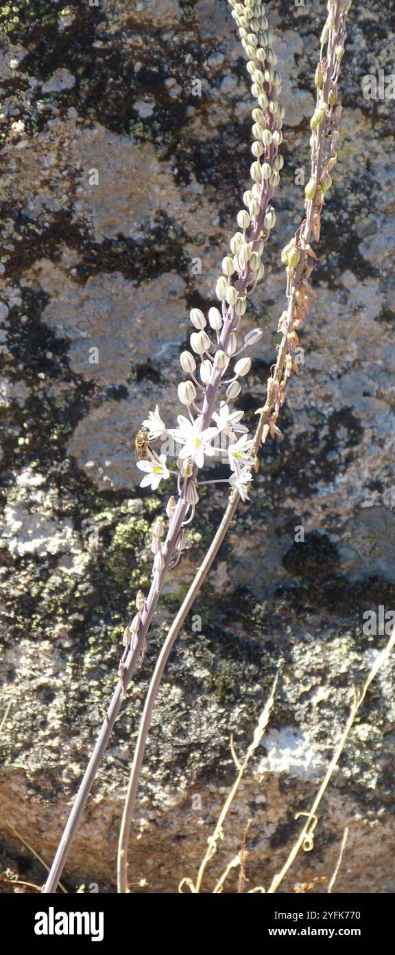 Sea Squill Complex (Drimia maritima Stock Photo - Alamy
