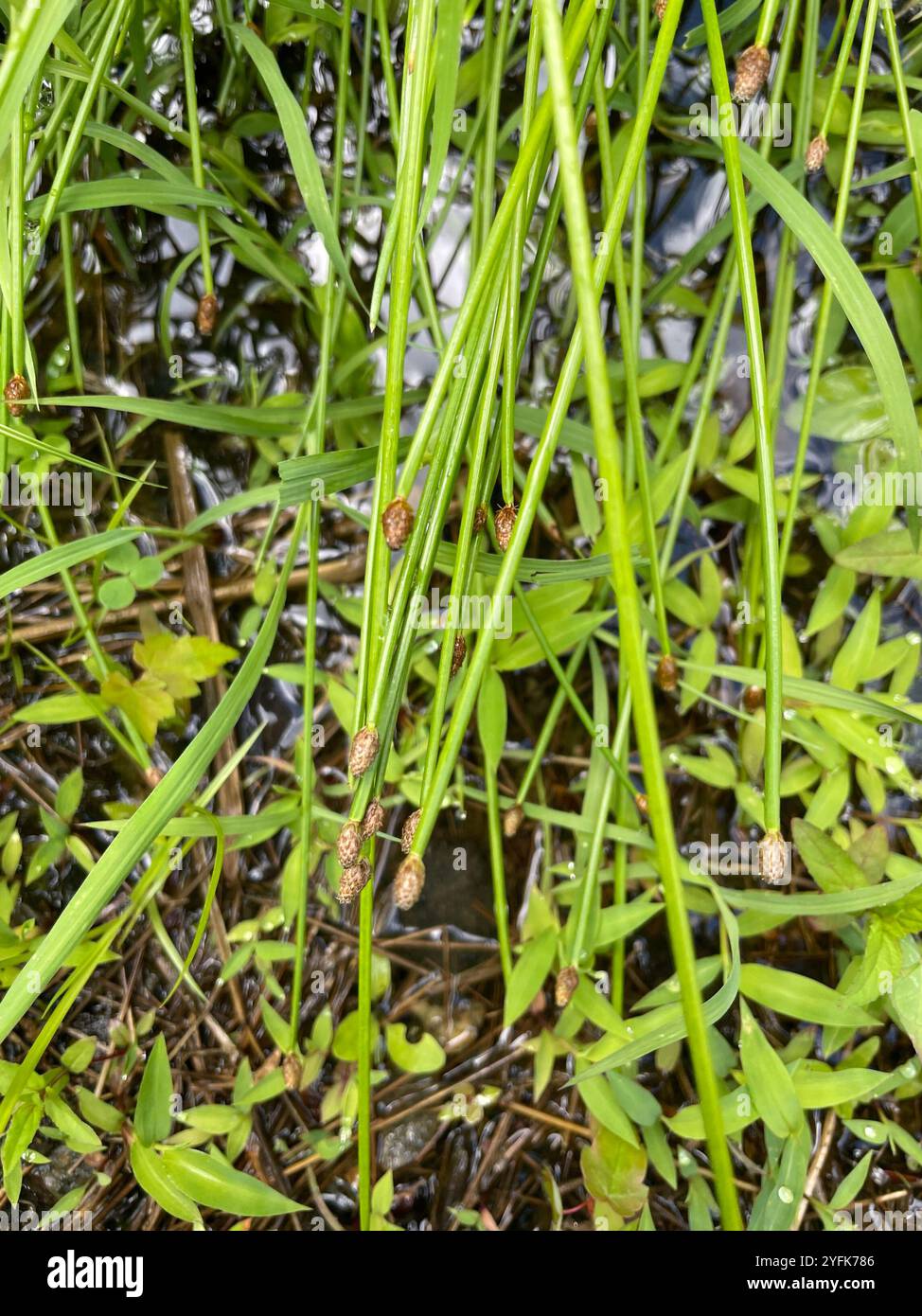 Blunt Spikerush (Eleocharis obtusa Stock Photo - Alamy