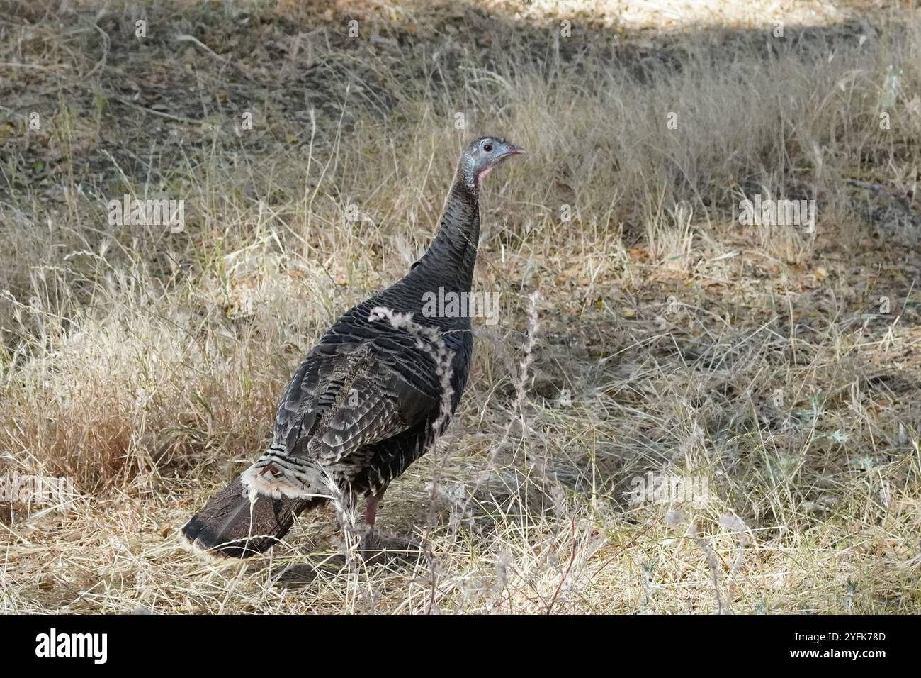 Wild Turkey (Meleagris gallopavo Stock Photo - Alamy