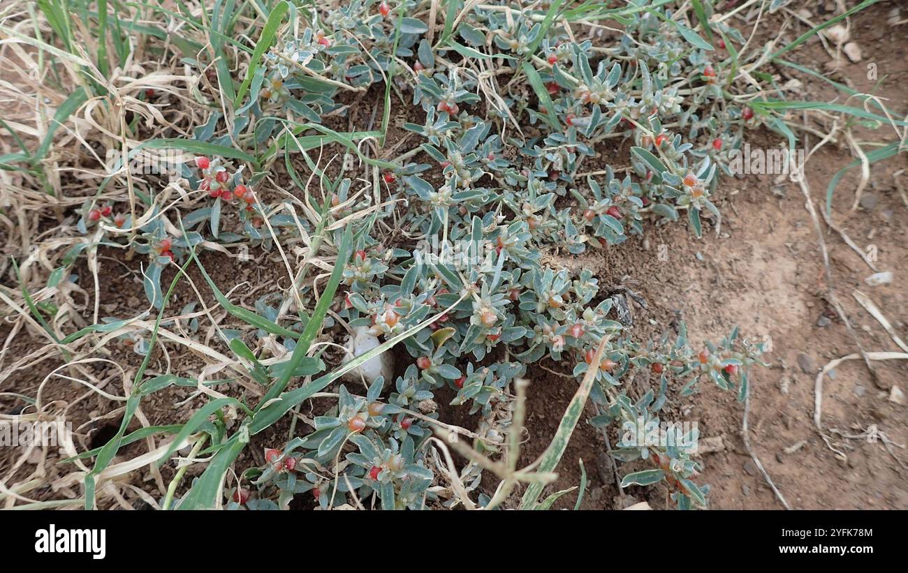 berry saltbush (Atriplex semibaccata Stock Photo - Alamy