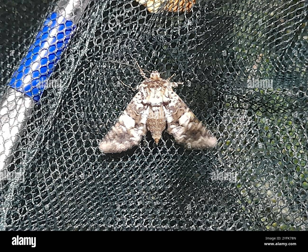 Marbled Coronet (Hadena confusa Stock Photo - Alamy