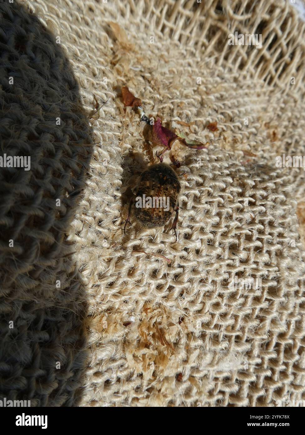 Bumble Flower Beetle (Euphoria inda Stock Photo - Alamy