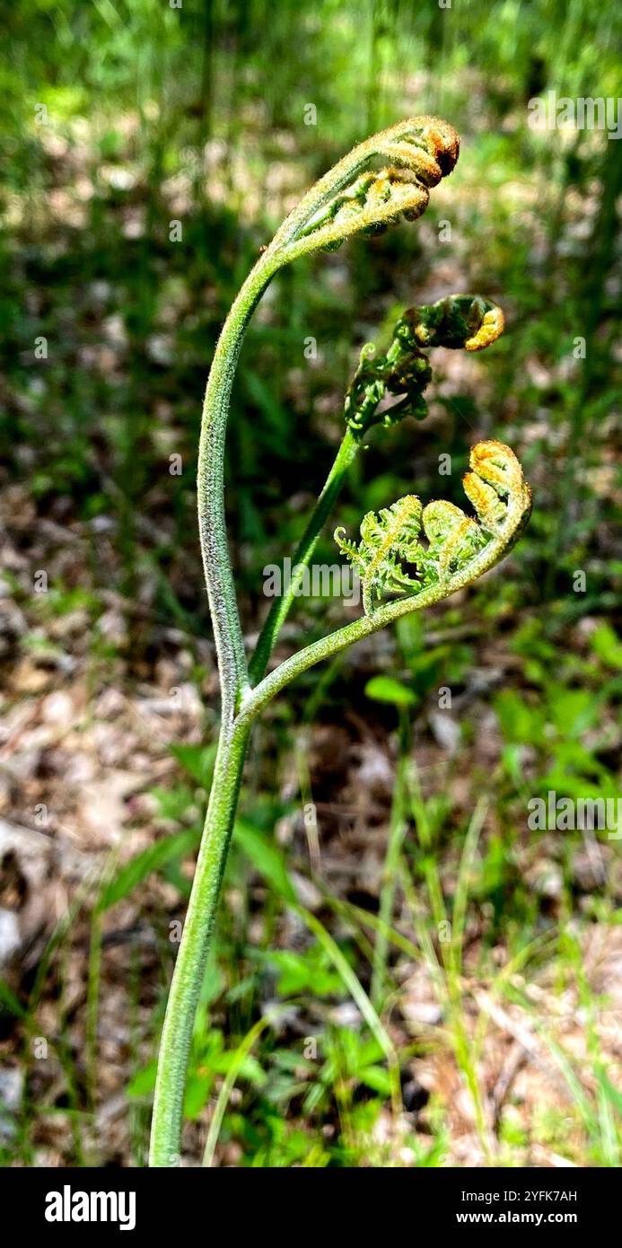 eagle fern (Pteridium aquilinum latiusculum Stock Photo - Alamy