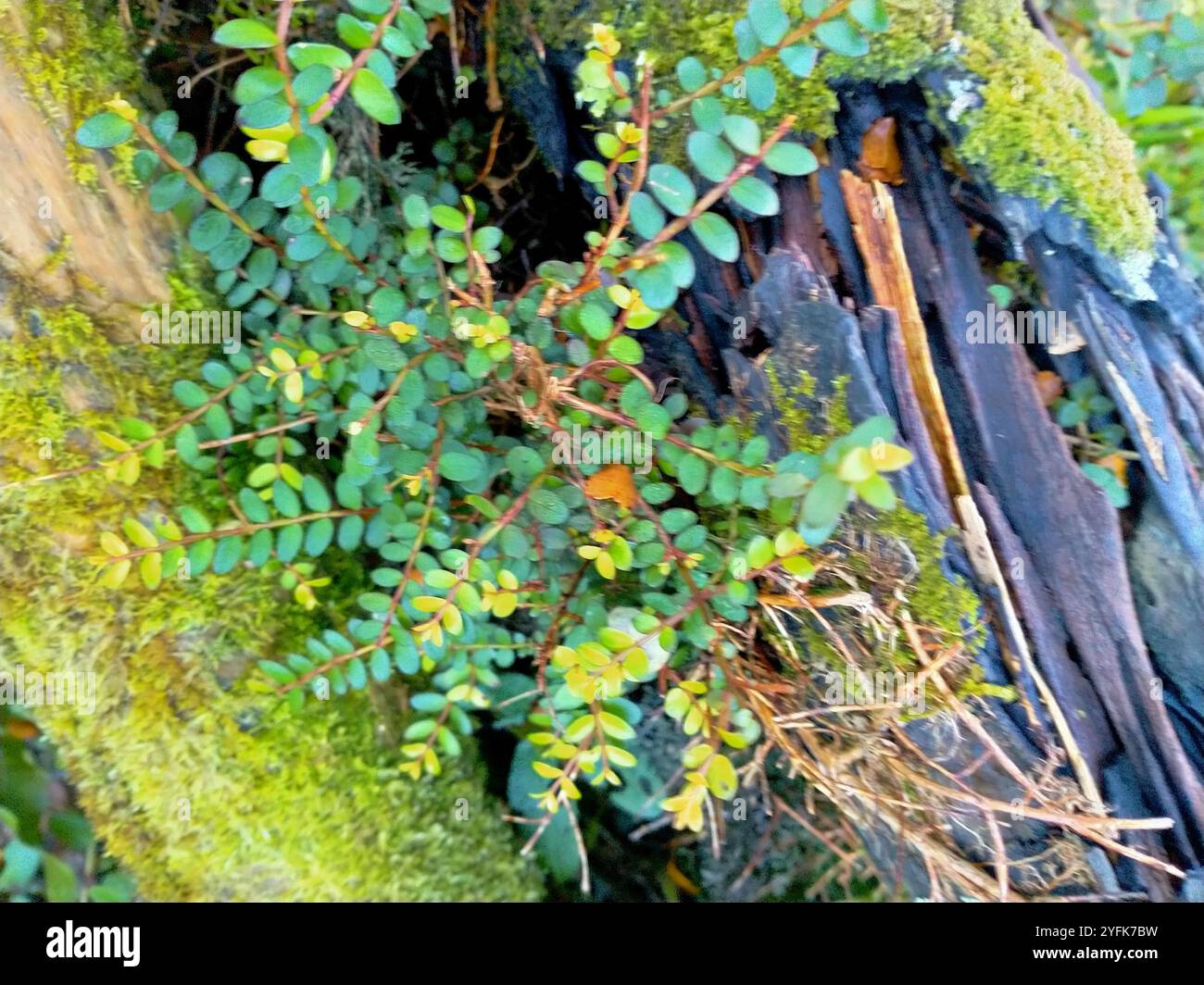 white climbing rātā (Metrosideros diffusa Stock Photo - Alamy