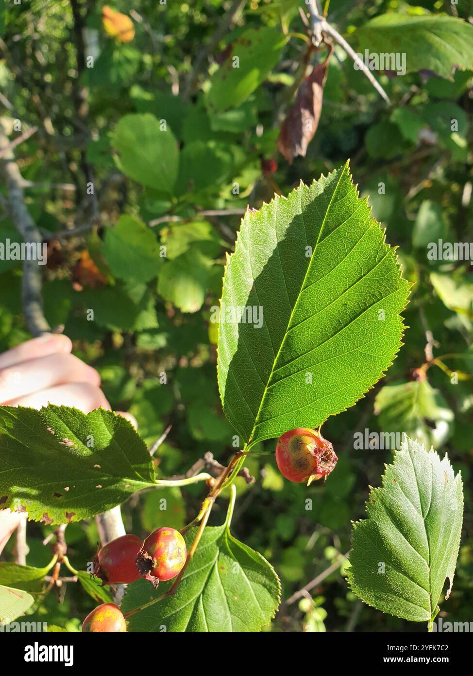 Brainerd's Hawthorn (Crataegus brainerdii Stock Photo - Alamy