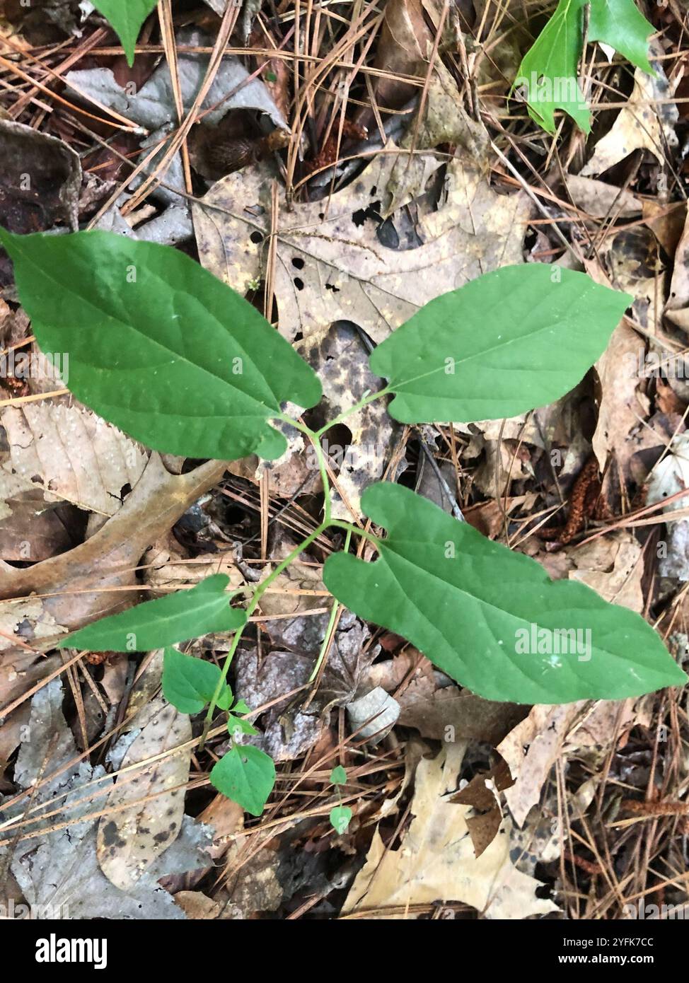 Virginia snakeroot (Aristolochia serpentaria Stock Photo - Alamy