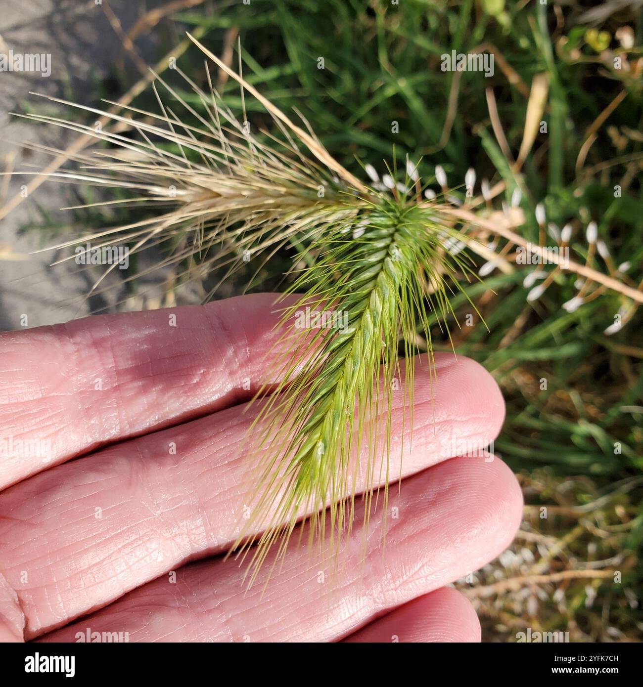 wall barley (Hordeum murinum Stock Photo - Alamy
