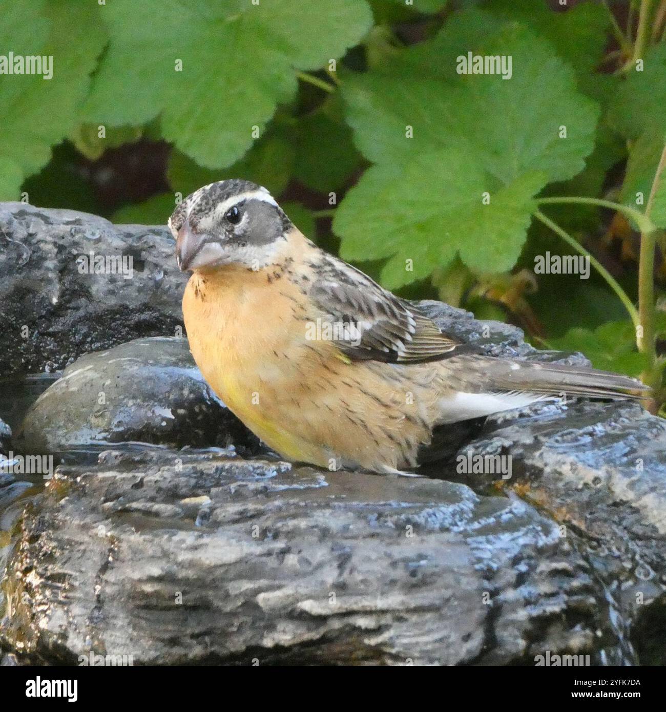 Black-headed Grosbeak (Pheucticus melanocephalus Stock Photo - Alamy