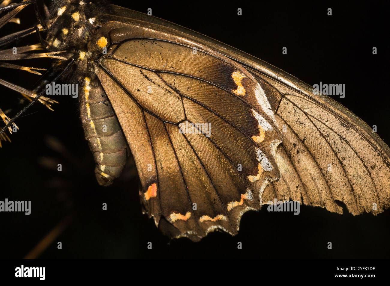 Polydamas Swallowtail (Battus polydamas Stock Photo - Alamy