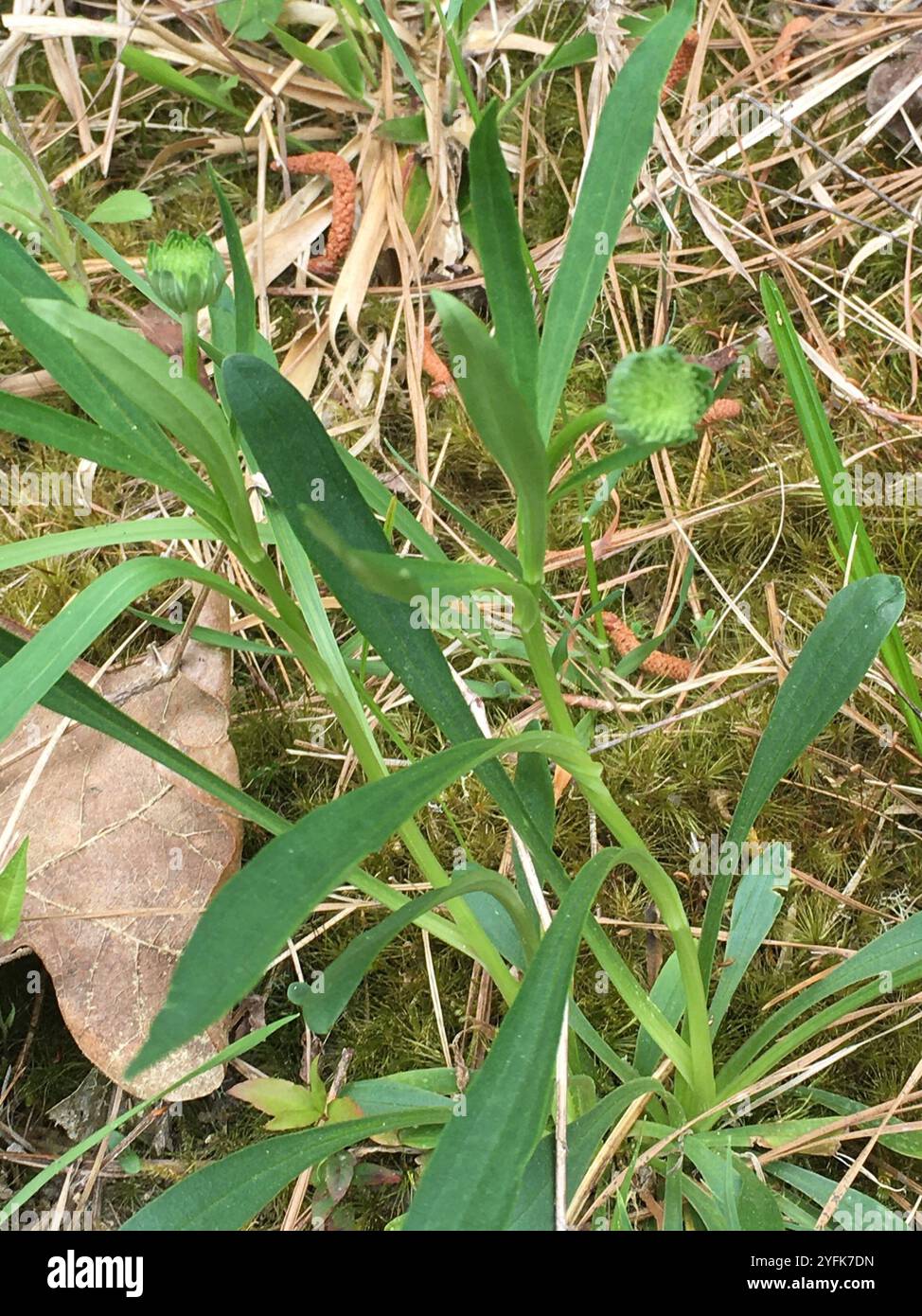 (Marshallia obovata obovata Stock Photo - Alamy