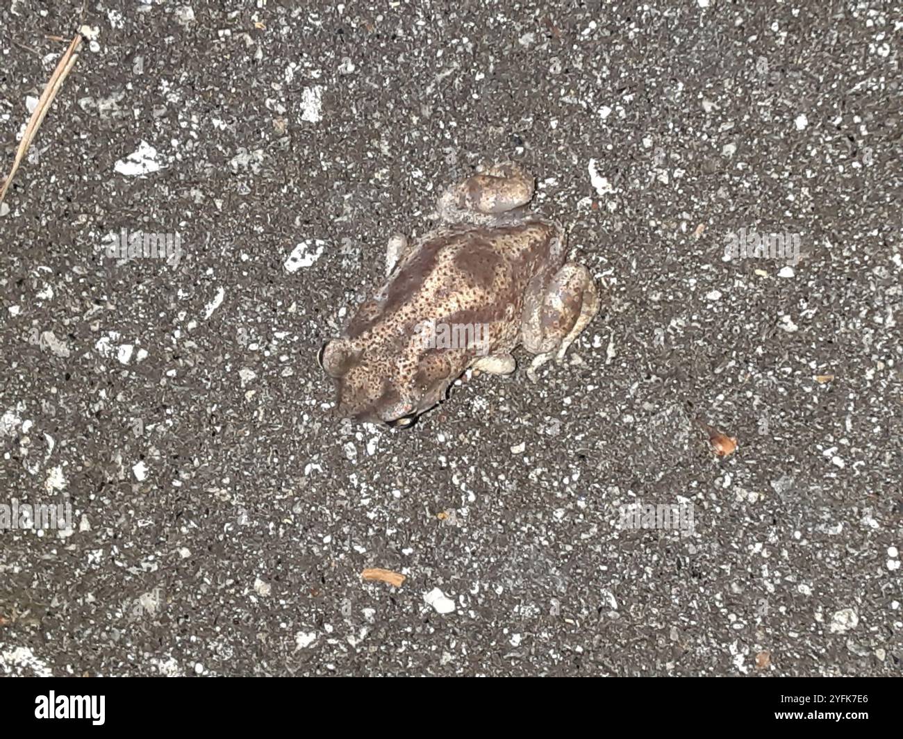 Eastern Spadefoot (Scaphiopus holbrookii Stock Photo - Alamy