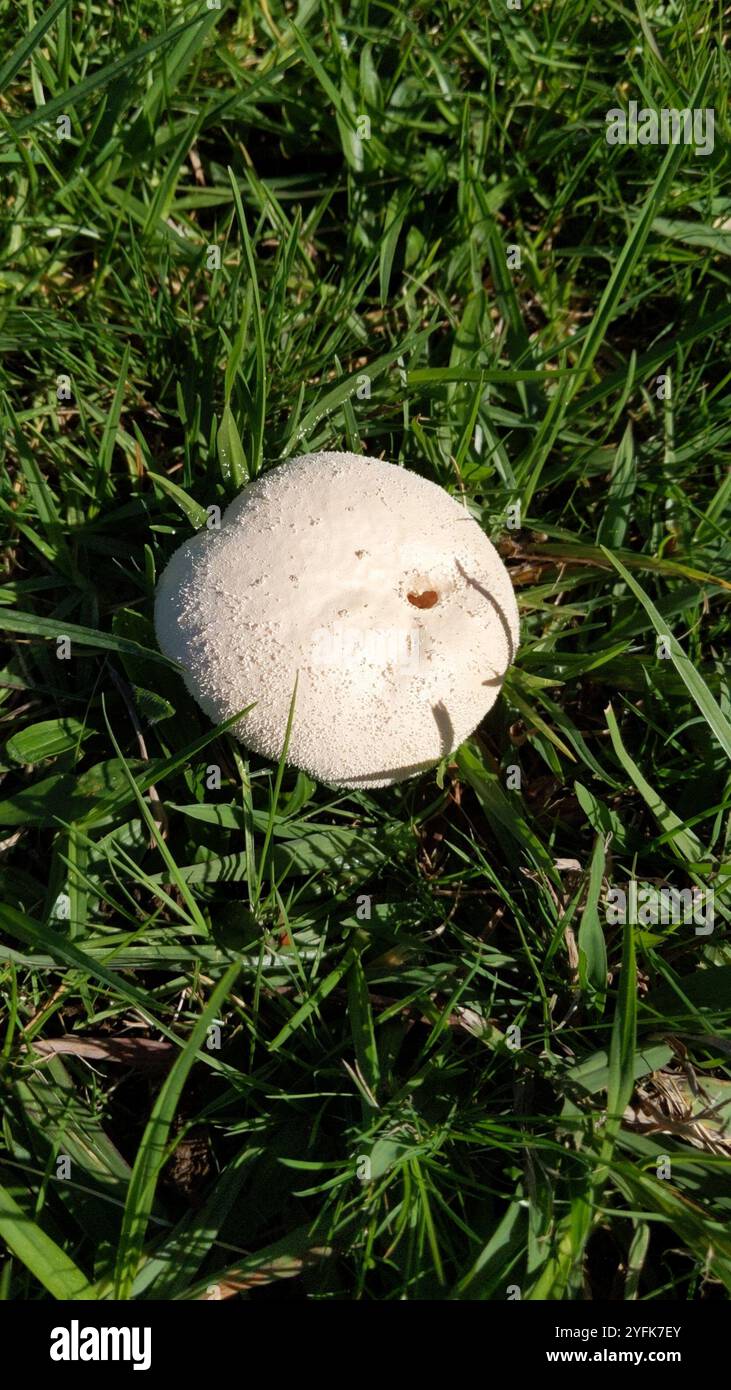 Lycoperdon pratense hi-res stock photography and images - Alamy