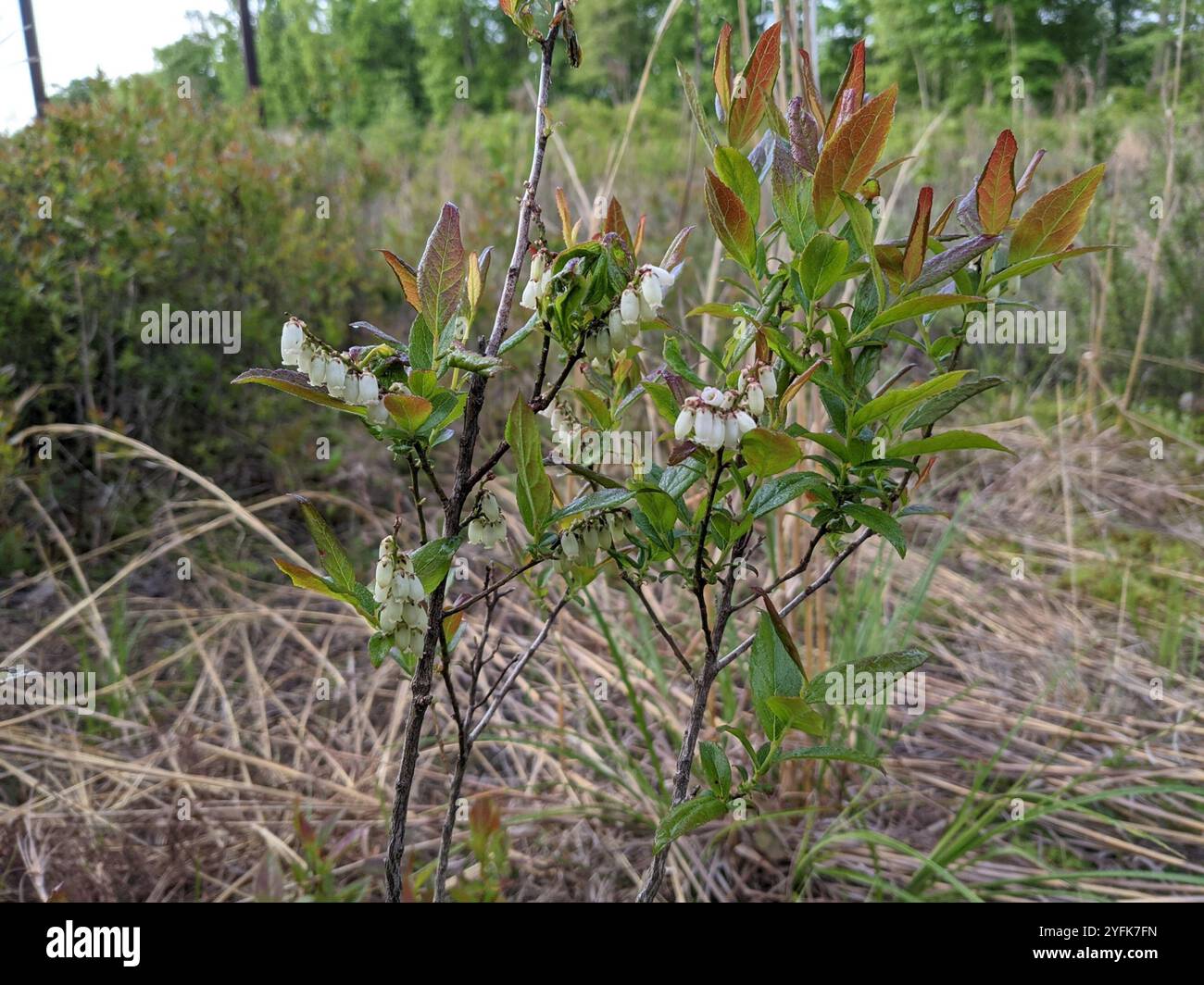 fetterbush (Eubotrys racemosa Stock Photo - Alamy