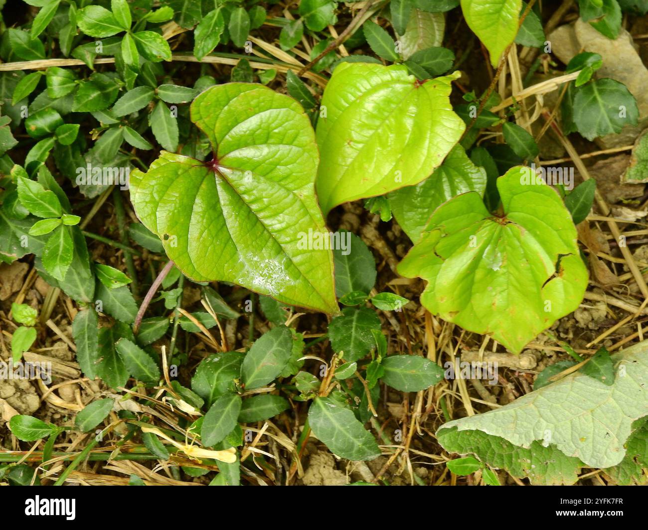 Chinese yam (Dioscorea polystachya Stock Photo - Alamy