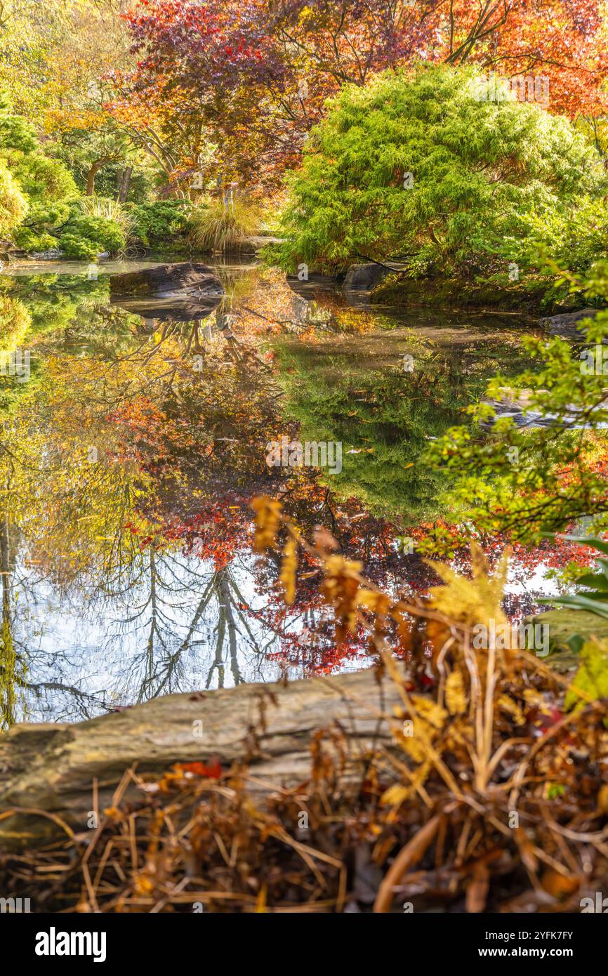 Japanese garden pond with colorful autumn foliage at world-class Gibbs ...