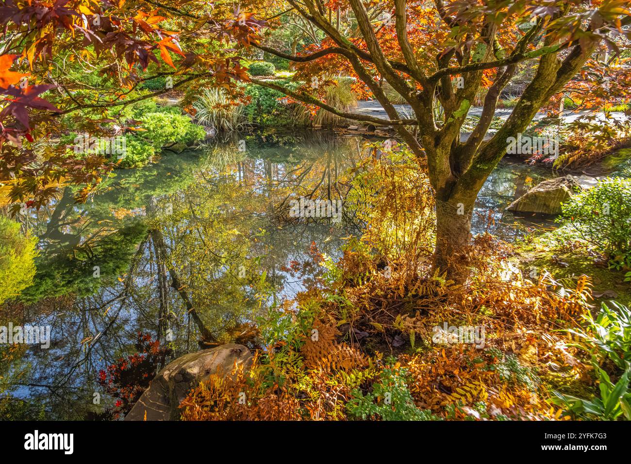 Japanese garden pond with colorful autumn foliage at world-class Gibbs ...