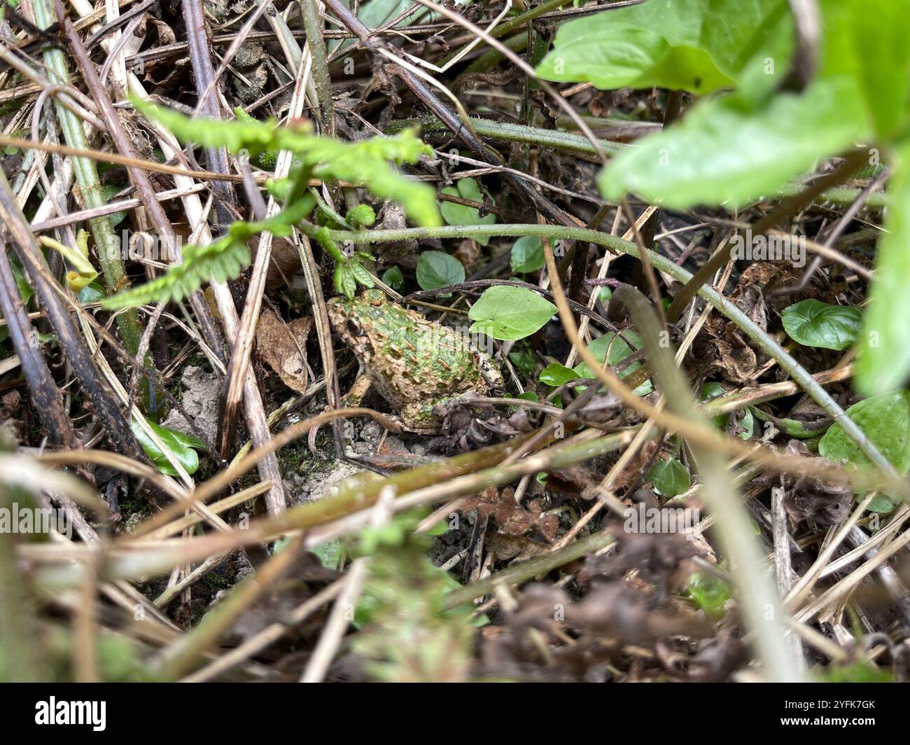 Paddy Field Frog (Fejervarya limnocharis Stock Photo - Alamy