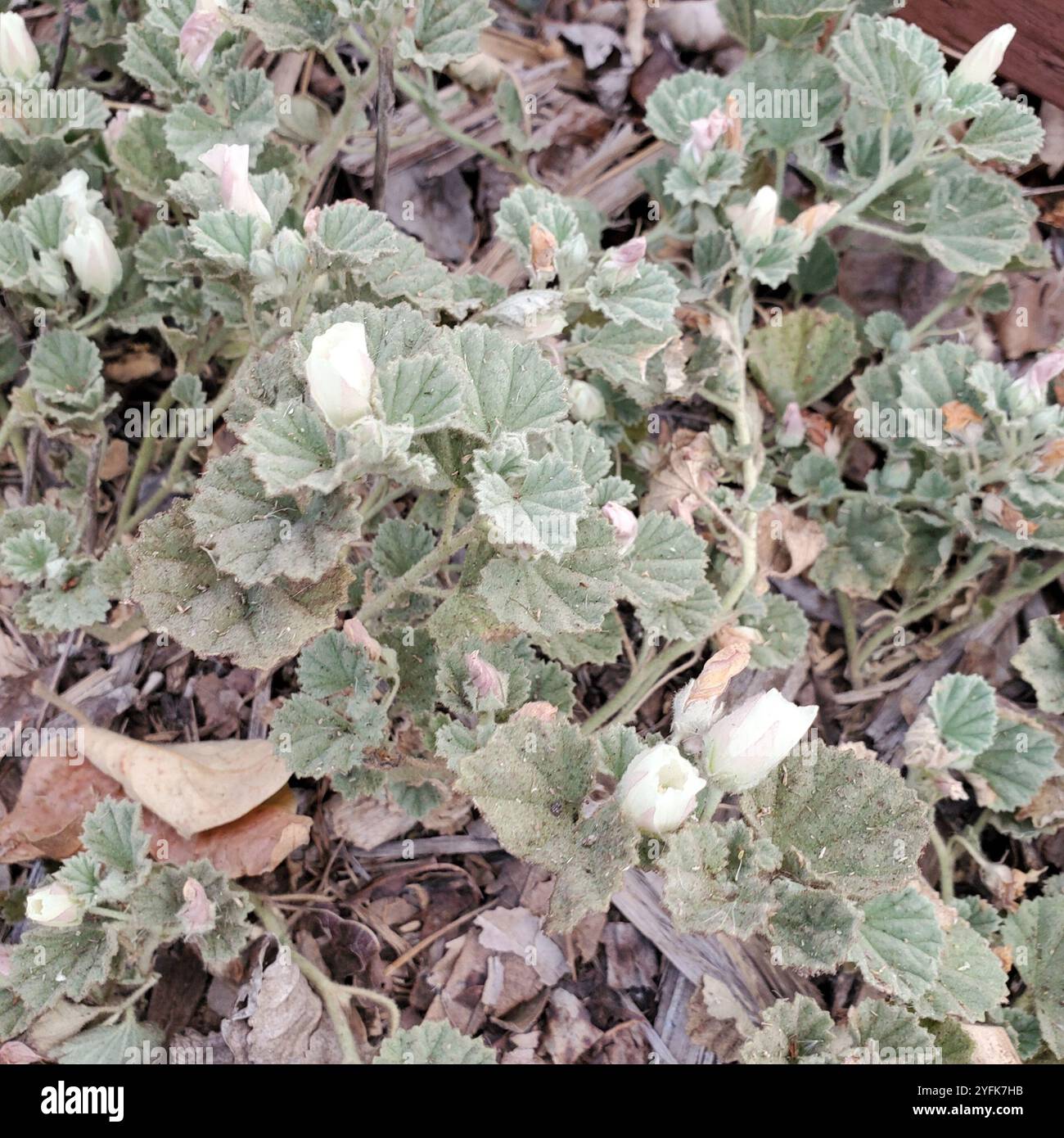 alkali mallow (Malvella leprosa Stock Photo - Alamy