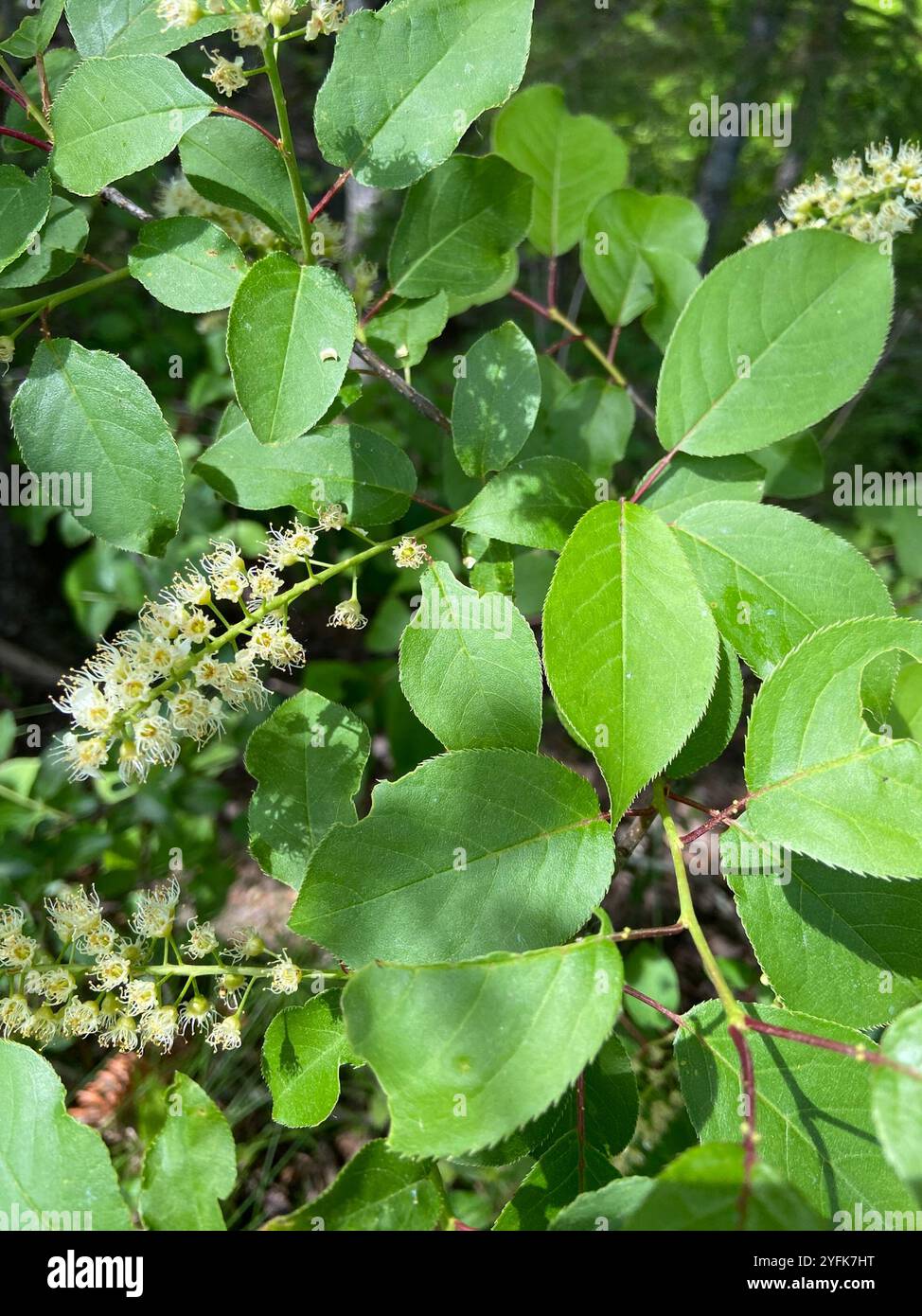 chokecherry (Prunus virginiana Stock Photo - Alamy