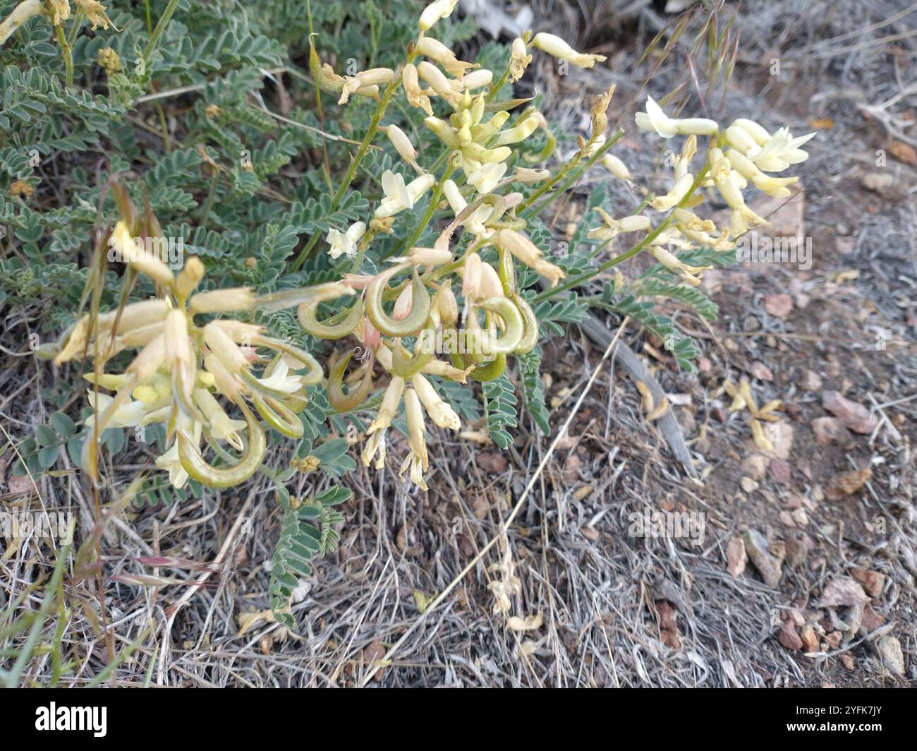 curvepod milkvetch (Astragalus curvicarpus Stock Photo - Alamy