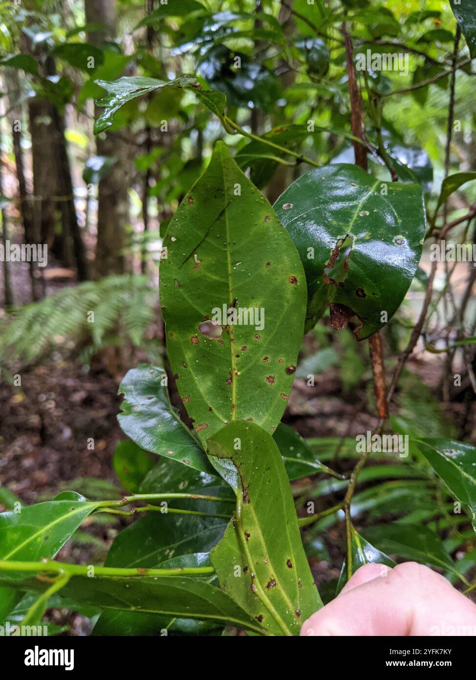 Domatia hi-res stock photography and images - Alamy