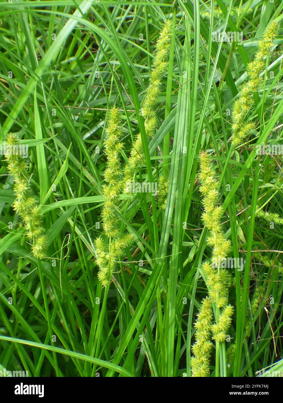 fox sedge (Carex vulpinoidea Stock Photo - Alamy