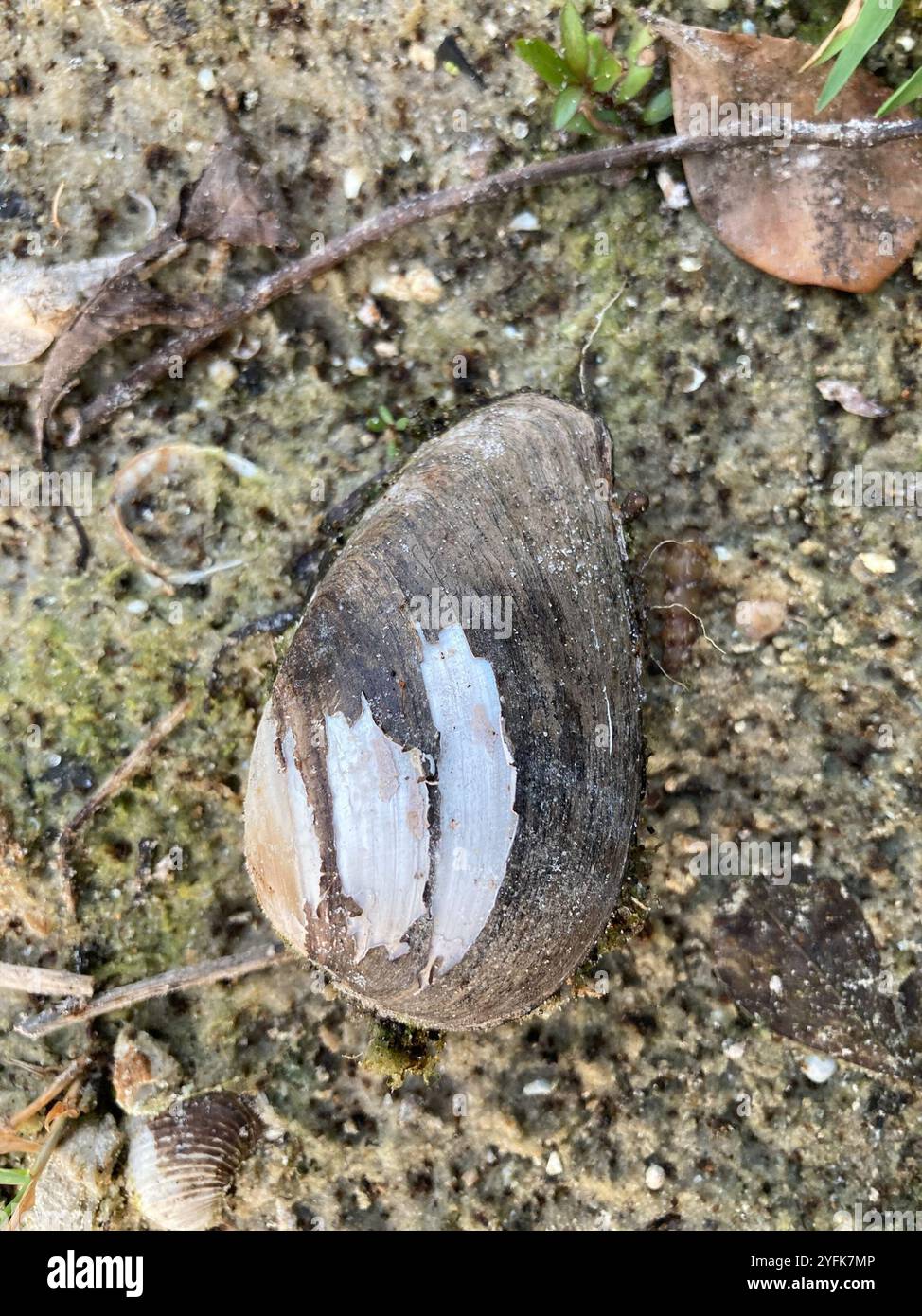 Florida Spike (Elliptio jayensis Stock Photo - Alamy