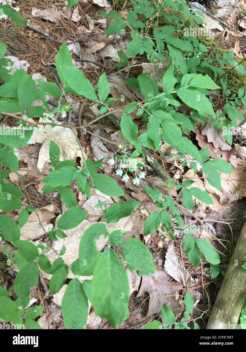 Deerberry hi-res stock photography and images - Alamy