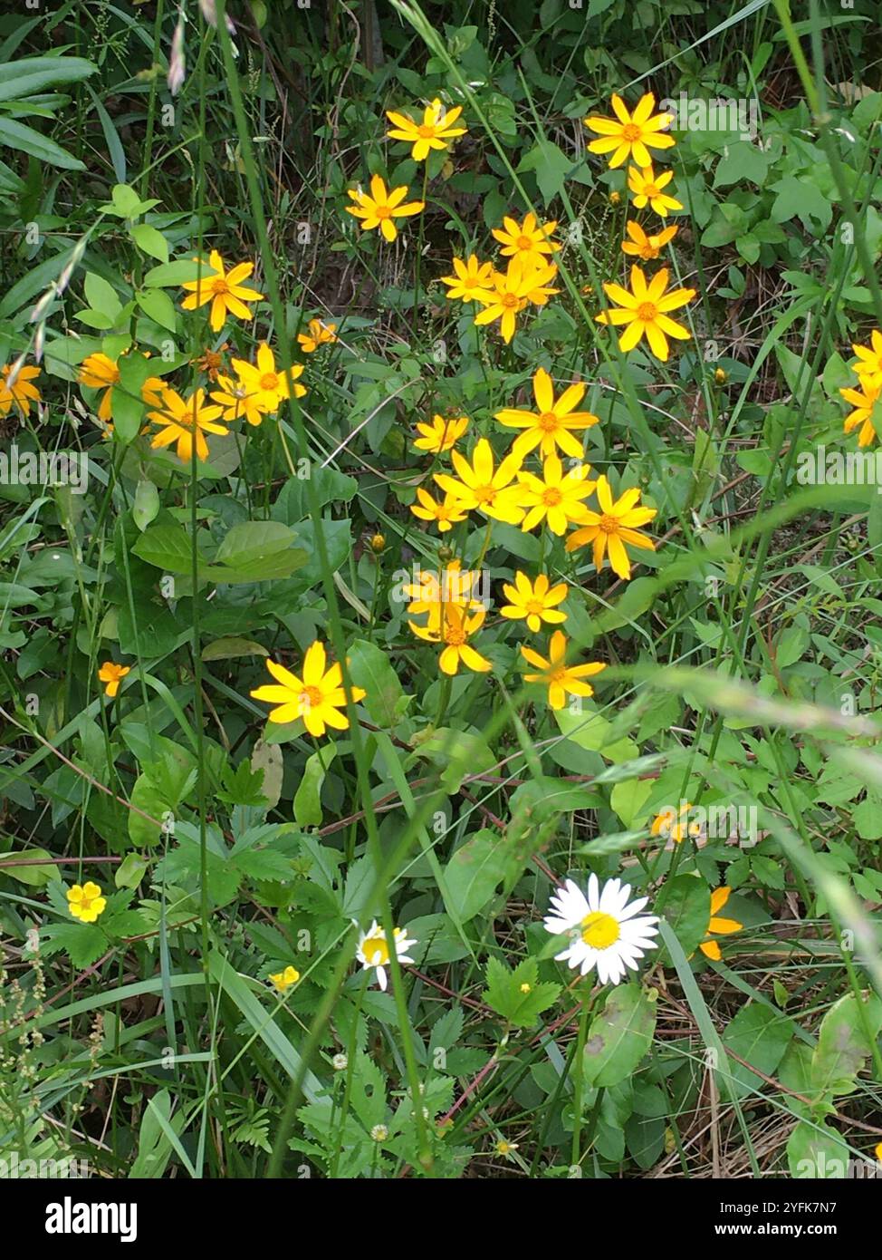 lobed coreopsis (Coreopsis auriculata Stock Photo - Alamy