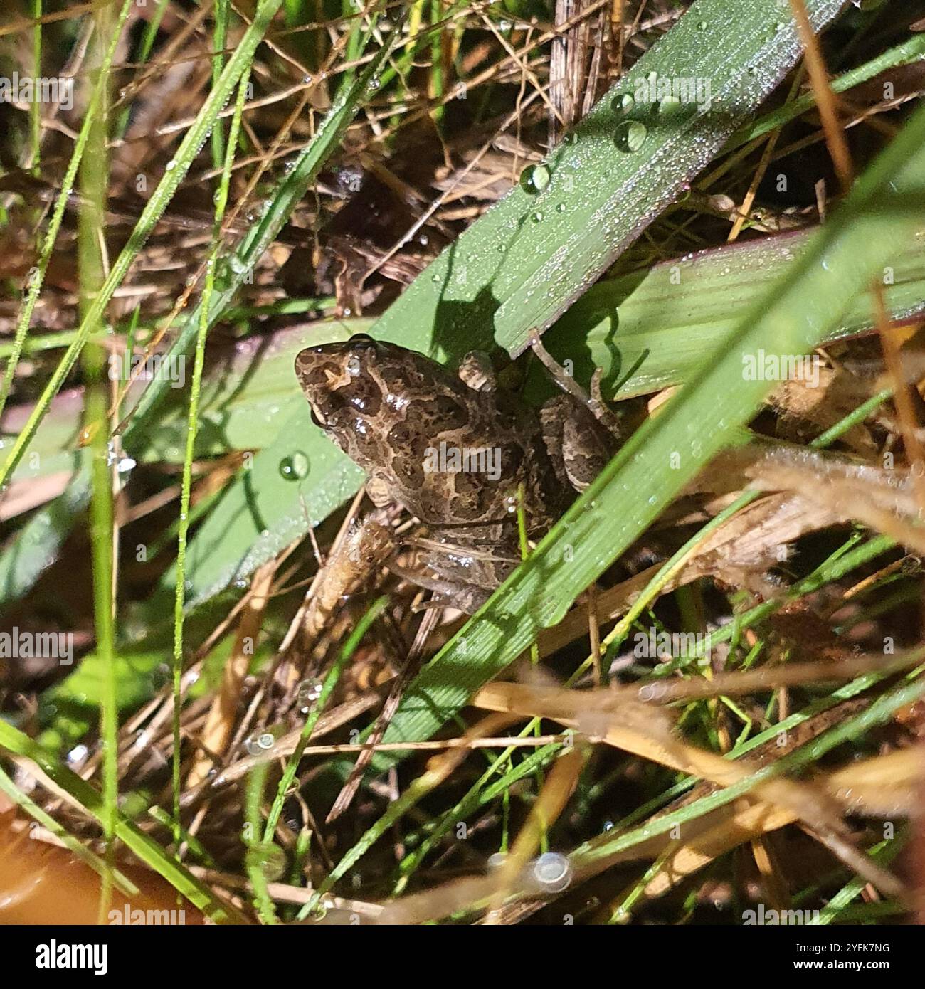Common eastern froglet hi-res stock photography and images - Alamy