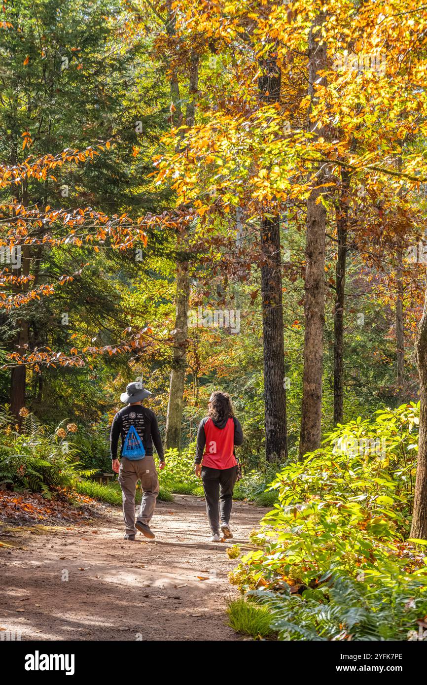 Couple enjoying a stroll along a wooded path beneath colorful autumn ...