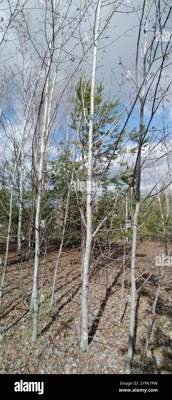 European aspen (Populus tremula Stock Photo - Alamy