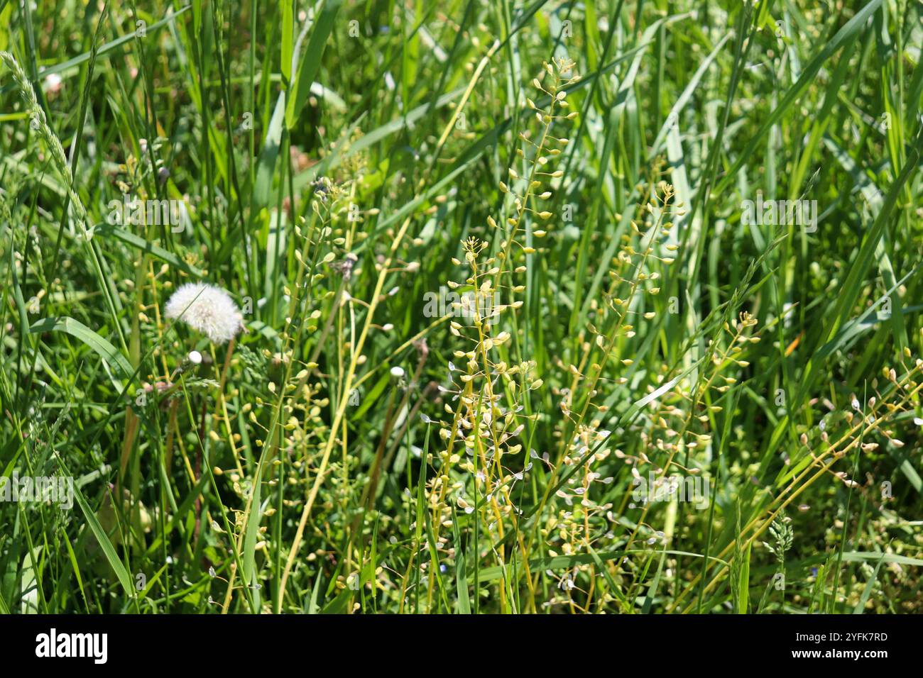 garlic penny-cress (Mummenhoffia alliacea Stock Photo - Alamy