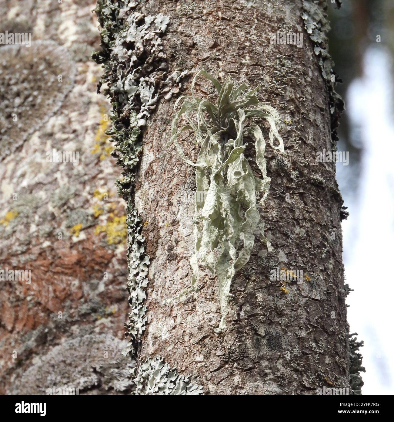 Cartilage lichen ramalina fraxinea hi-res stock photography and images ...