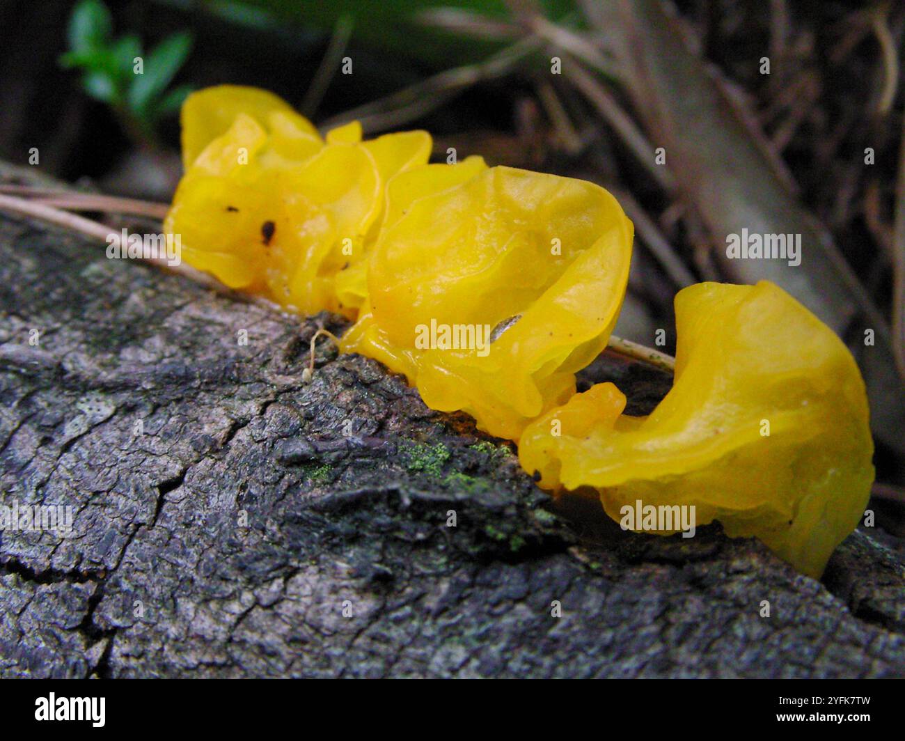 witch's butter (Tremella mesenterica Stock Photo - Alamy
