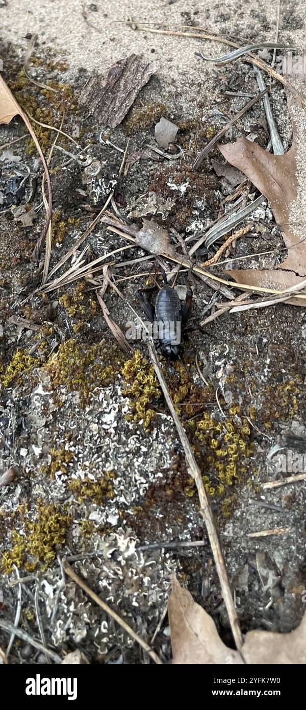 Spring Field Cricket (Gryllus veletis Stock Photo - Alamy