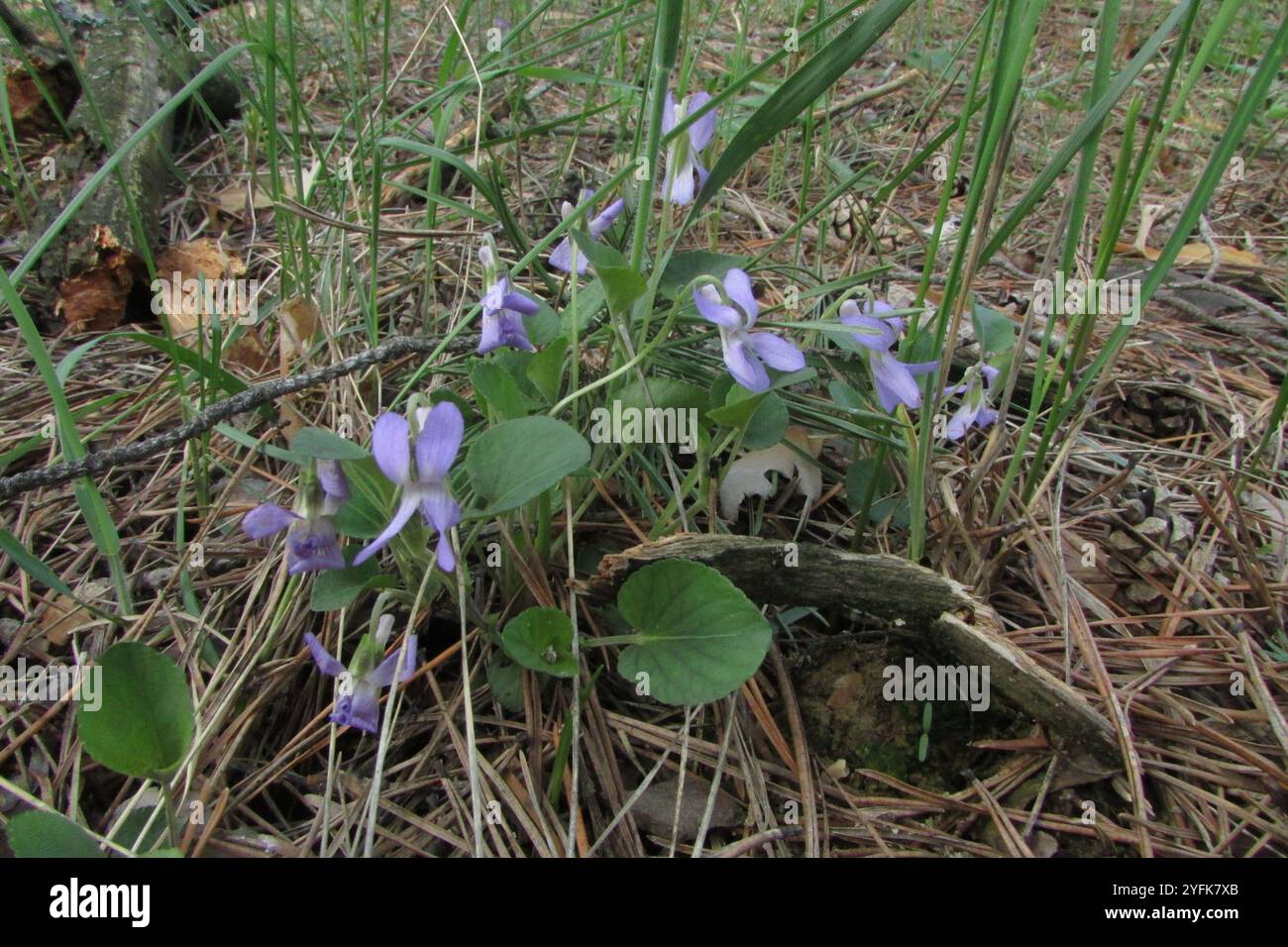 Viola rupestris hi-res stock photography and images - Alamy