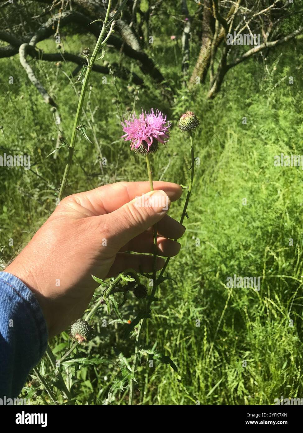 Texas Thistle (Cirsium texanum Stock Photo - Alamy