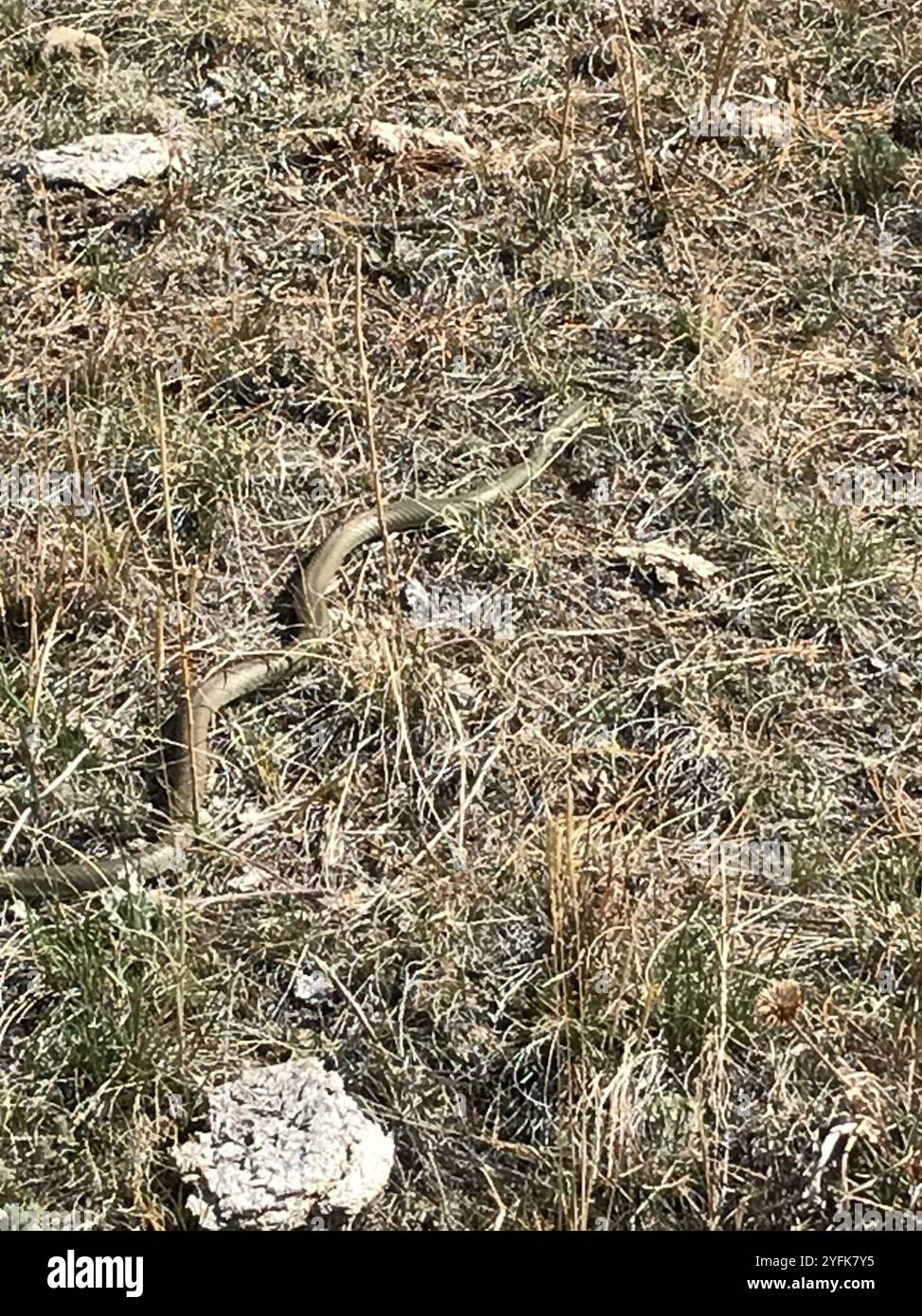 Eastern Yellow-bellied Racer (Coluber constrictor flaviventris Stock ...