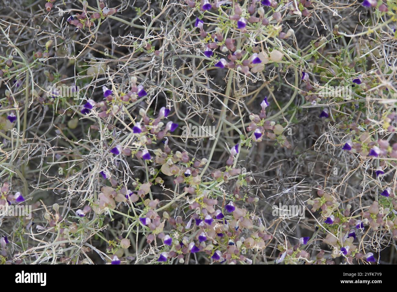 Paperbag Bush (Scutellaria mexicana Stock Photo - Alamy